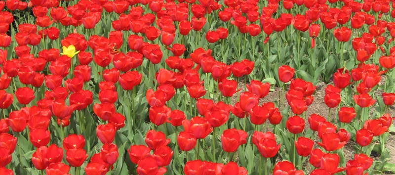 George Washington's Distillery | Travel Distilled