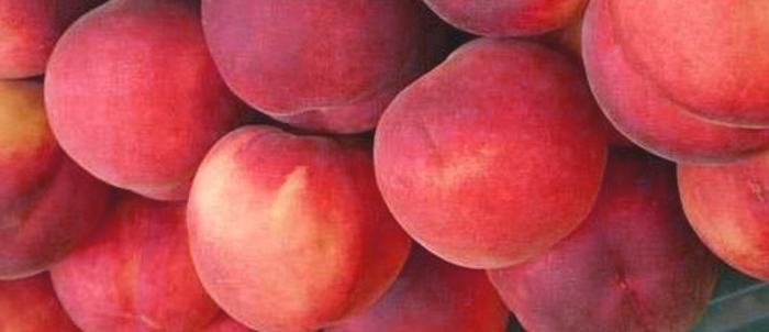 Infuse Vodka Peach Flavor Review | Travel Distilled