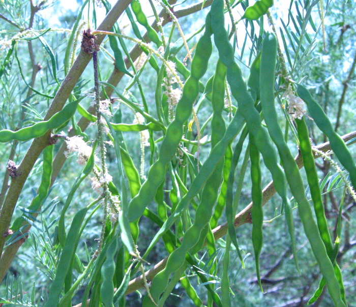 Wild Rag Vodka | Travel Distilled