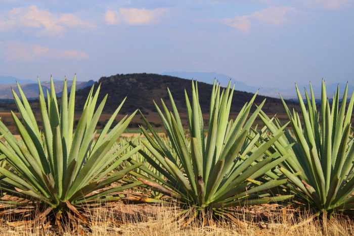 Corte Vetusto Mezcal Espadin | Travel Distilled