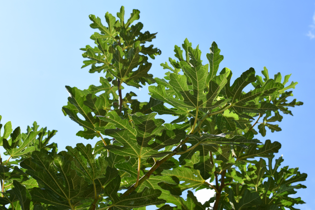 Parafante Fig Leaf Negroni