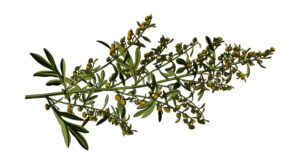 What is Absinthe? | Travel Distilled