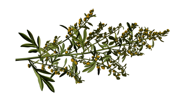 What is Absinthe? | Travel Distilled